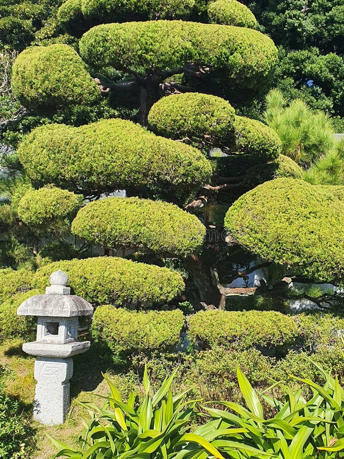 Meticulously Pruned Tree with a Stone Lantern in a Serene Japanese ...