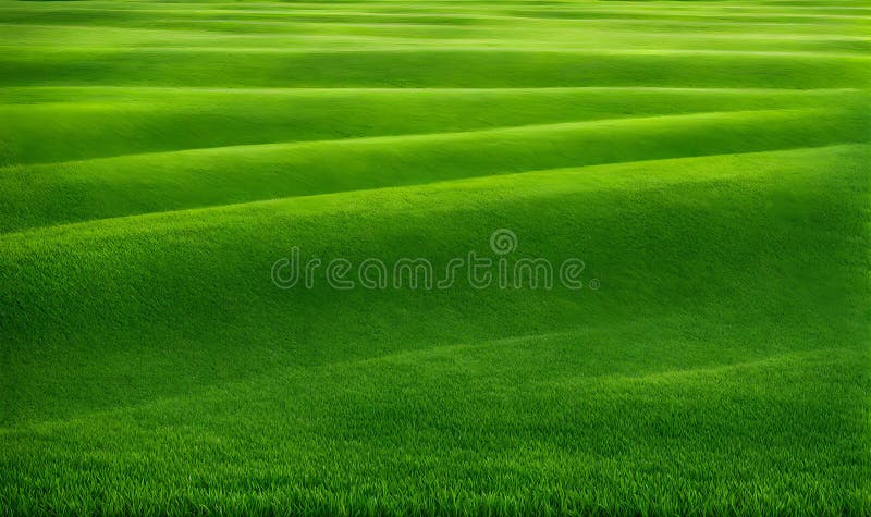 Meticulously Trimmed Wide Lawn Stock Illustration - Illustration of ...