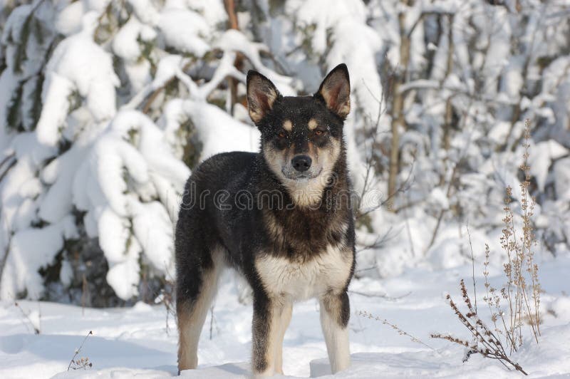 Metis dog stock image. Image of expression, funny, kiev - 23069873