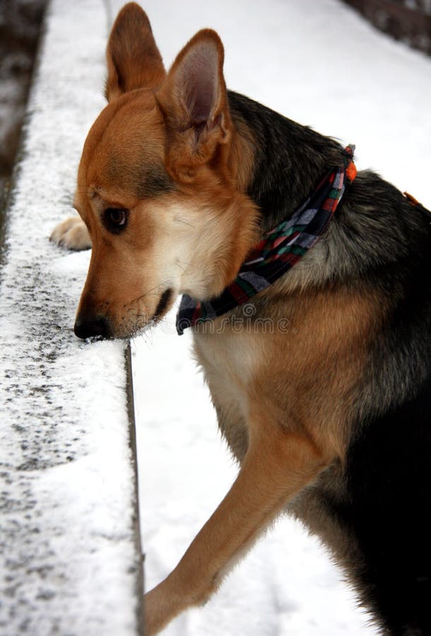 Metis Dog on a Walk in Winter Stock Photo - Image of snow, winter ...