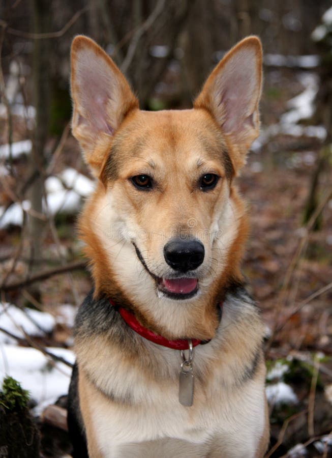 Metis Dog on a Walk in Winter Stock Photo - Image of snow, winter ...