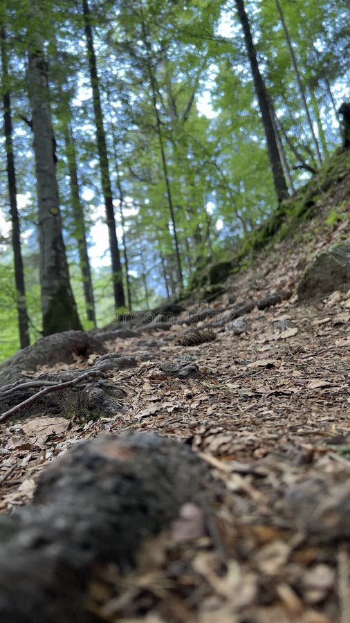 Metodje forest path stock image. Image of leaf, geology - 252964975
