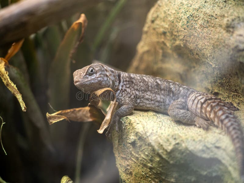 The Metrem S Madagascar Swift, Oplurus Cyclurus, Perched on a Ledge of ...