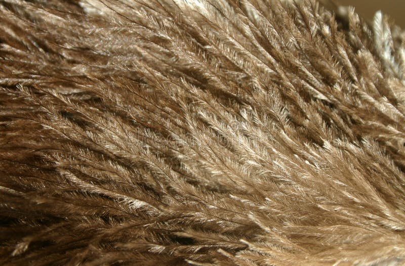 Piume di struzzo immagine stock. Immagine di piuma, marrone - 245285