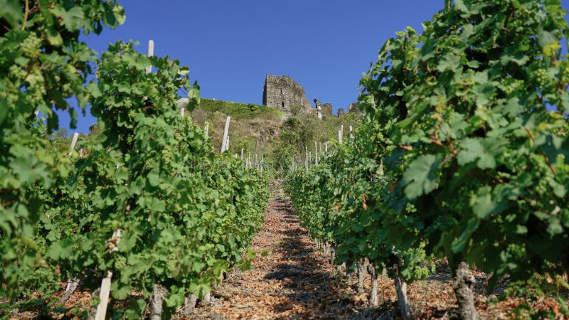 Metternich Burgruine Aus Den Weinbergen Im Moseltal am Beilstein ... Metternich Burgruine Aus Den Weinbergen Im Moseltal am Beilstein ...