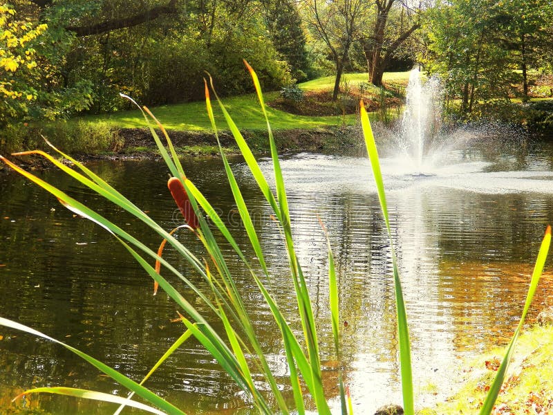 Lugar calmo imagem de stock. Imagem de home, plantas - 17694397