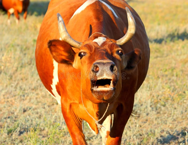 Meuglement de vache image stock. Image du zone, vache - 28643625
