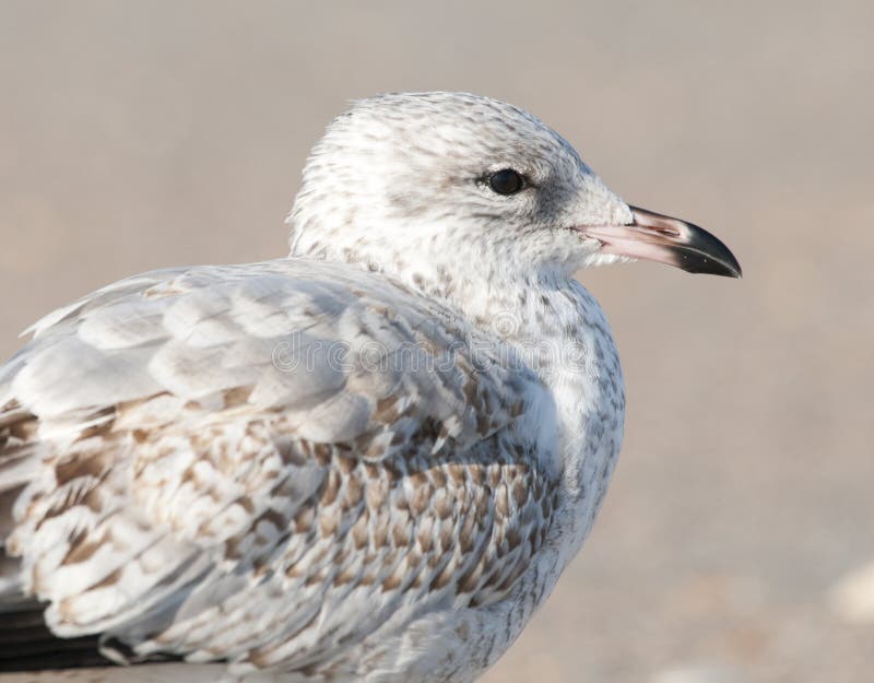 Mew Gull stock photo. Image of animal, undomesticated - 13854604