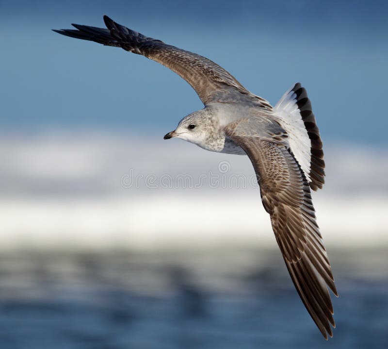 Mew gull stock photo. Image of wingspan, wings, bird - 17677218