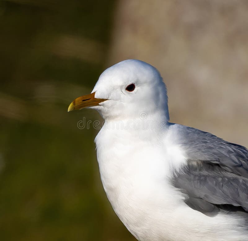 Mew Gull at Oland Sweden stock image. Image of bird - 389724639