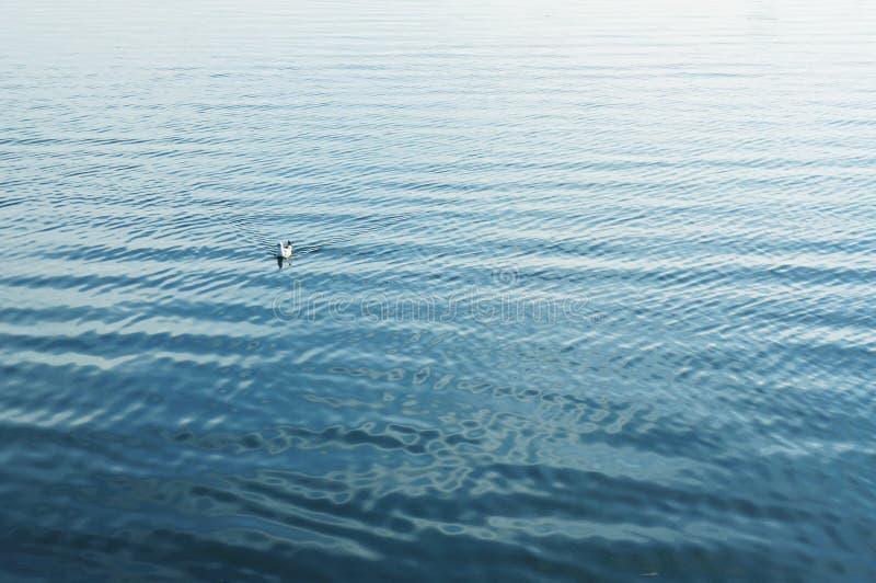 Mew gull on water surface. stock photo. Image of environment - 129193252