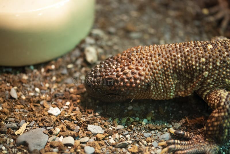 Hagedis stock foto. Image of hagedis, kleurrijk, wild - 53805536