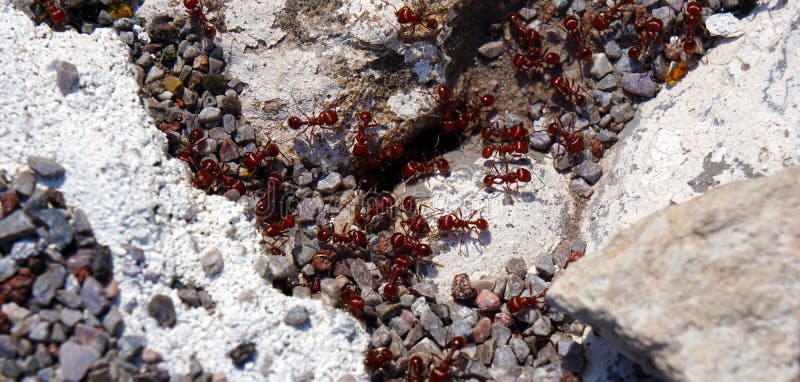 Mexicaans rood mierennest stock foto. Image of velen - 138673114