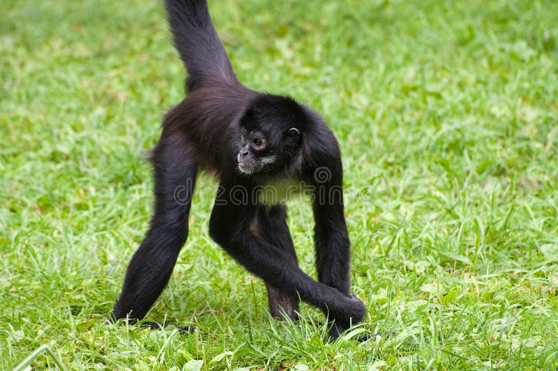 Mexicaanse spinaap stock afbeelding. Image of nave, mexicaans - 55660389