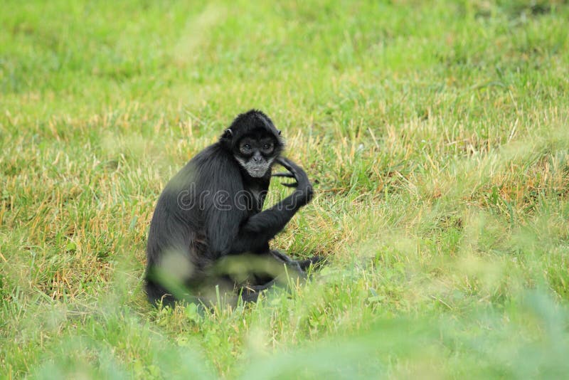 Mexicaanse spinaap stock afbeelding. Image of masker - 20748963