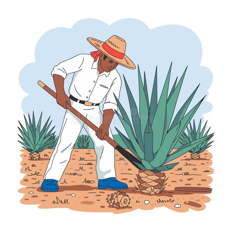Mexican Agave Farmer Harvesting Blue Agave in Sunlight Stock Vector ...