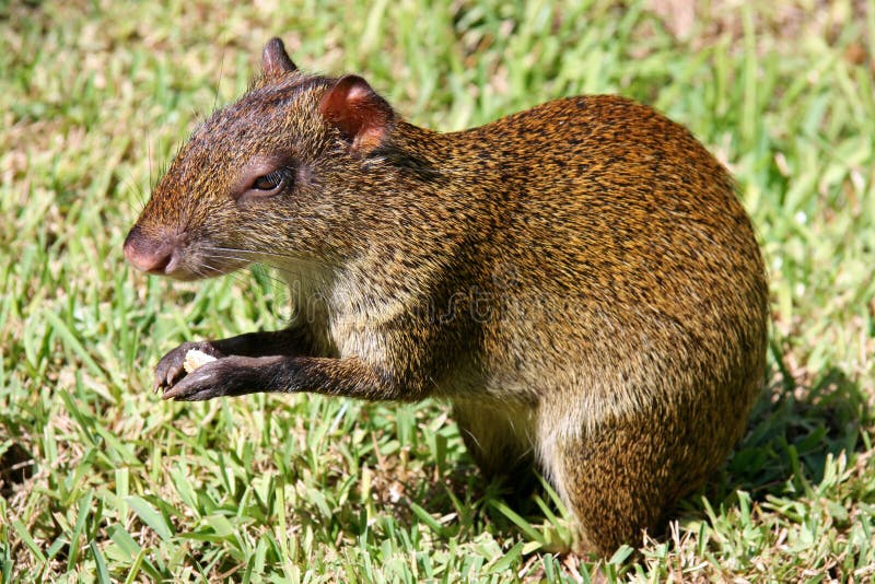 Mexican Agouti stock photo. Image of america, agouti - 13256550