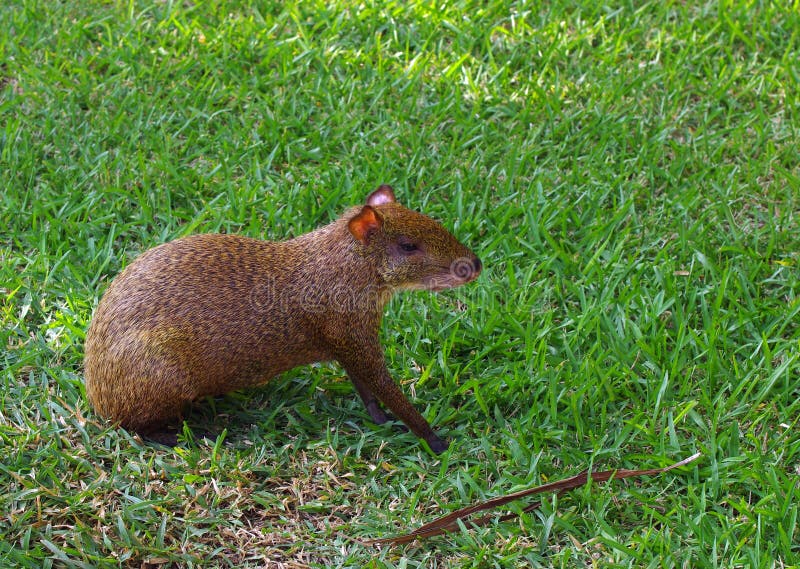 Mexican Agouti stock photo. Image of mexican, mayan, rodent - 43786476