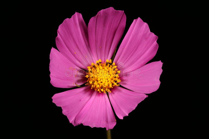Mexican Aster Cosmos Bipinnatus. Capitulum Closeup Stock Image - Image ...