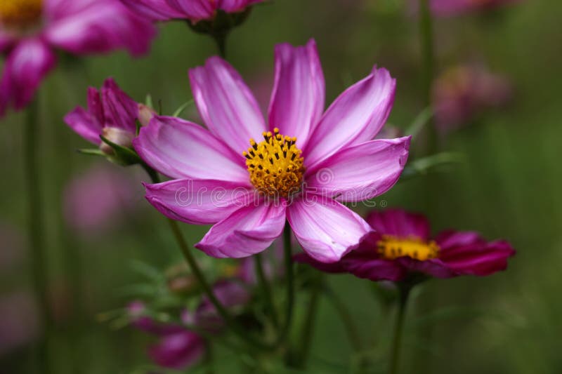 Mexican Aster (Cosmos Bipinnatus) Stock Photo - Image of plant, garden ...