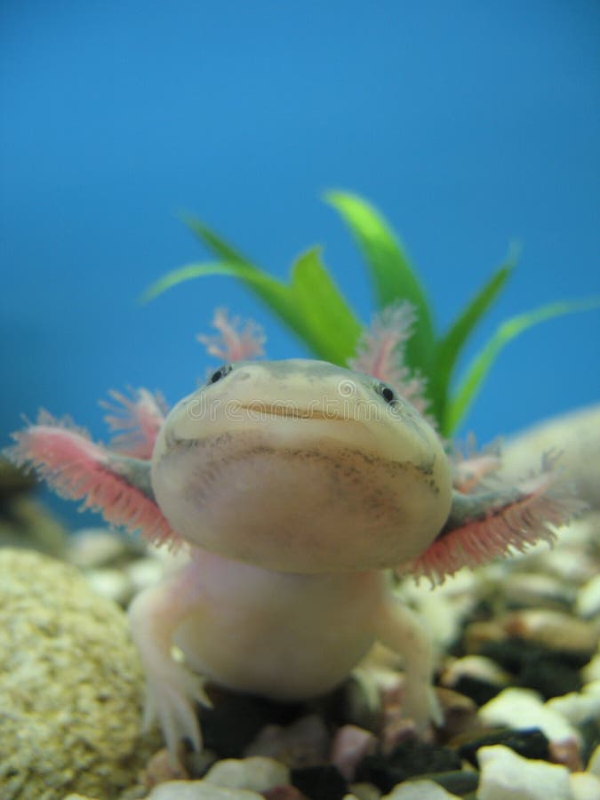 The Mexican axolotl stock photo. Image of metamorphoses - 4937538