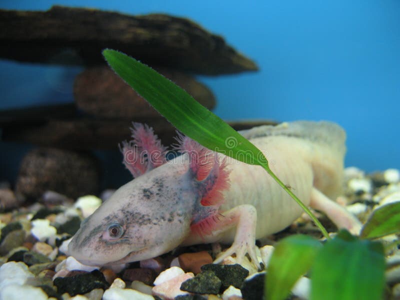 The Mexican axolotl stock photo. Image of helibender, newt - 4937652