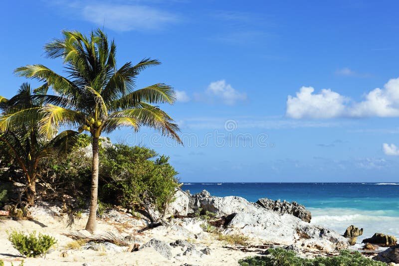 Mexican beach stock photo. Image of beach, palm, deserted - 24265604