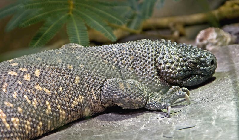 Mexican beaded lizard 2 stock image. Image of nature - 12573877