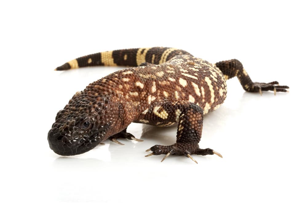 Mexican Beaded Lizard stock image. Image of lizard, mexican - 9854675