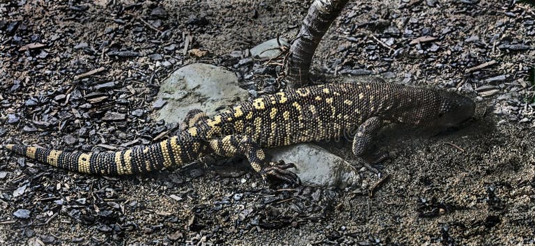 Mexican Beaded Lizard on the Ground 4 Stock Photo - Image of claw ...