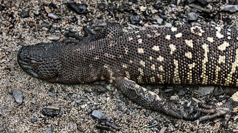 Mexican Beaded Lizard on the Ground 1 Stock Photo - Image of mexican ...