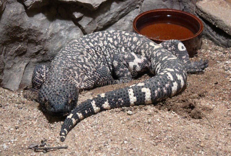 Mexican Beaded Lizard, Heloderma Horridum Stock Photo - Image of animal ...