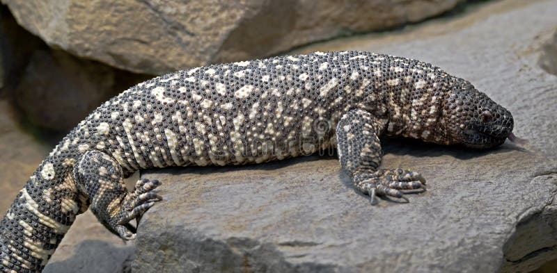 Mexican beaded lizard 1 stock photo. Image of creep, strange - 35921492