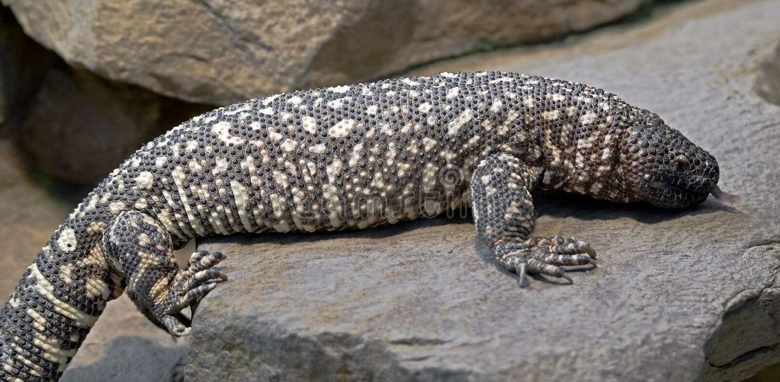 Mexican beaded lizard 4 stock photo. Image of animal - 19258436