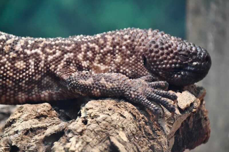 A Mexican Beaded Lizard stock photo. Image of space - 275787926