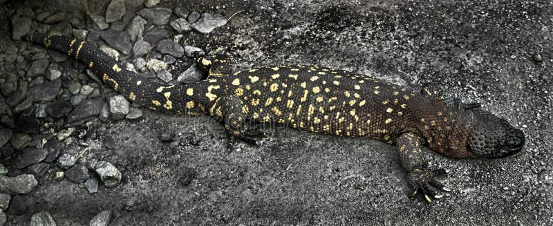 Mexican beaded lizard 12 stock image. Image of creature - 274066577