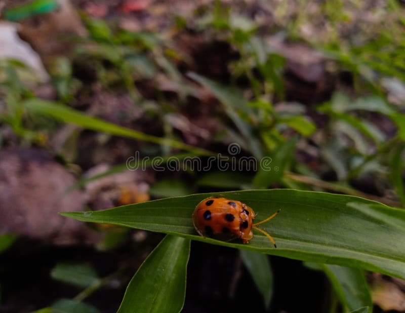 Mexican bean beetle stock photo. Image of plant, yellow - 264182612