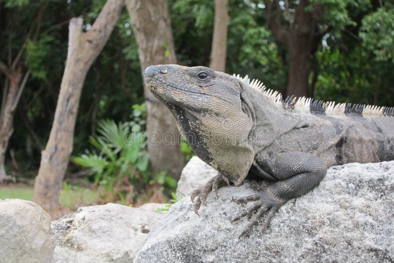 Mexican big lizard stock image. Image of nature, nforestncliffsnplants ...