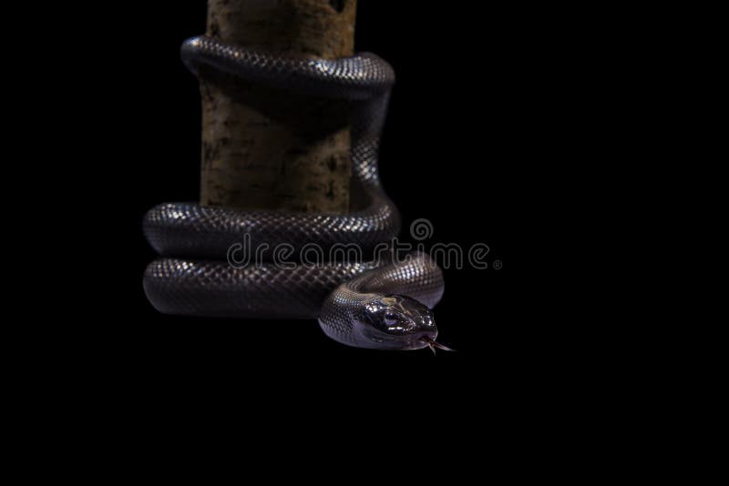 Mexican Black King Snake stock photo. Image of black - 103443596