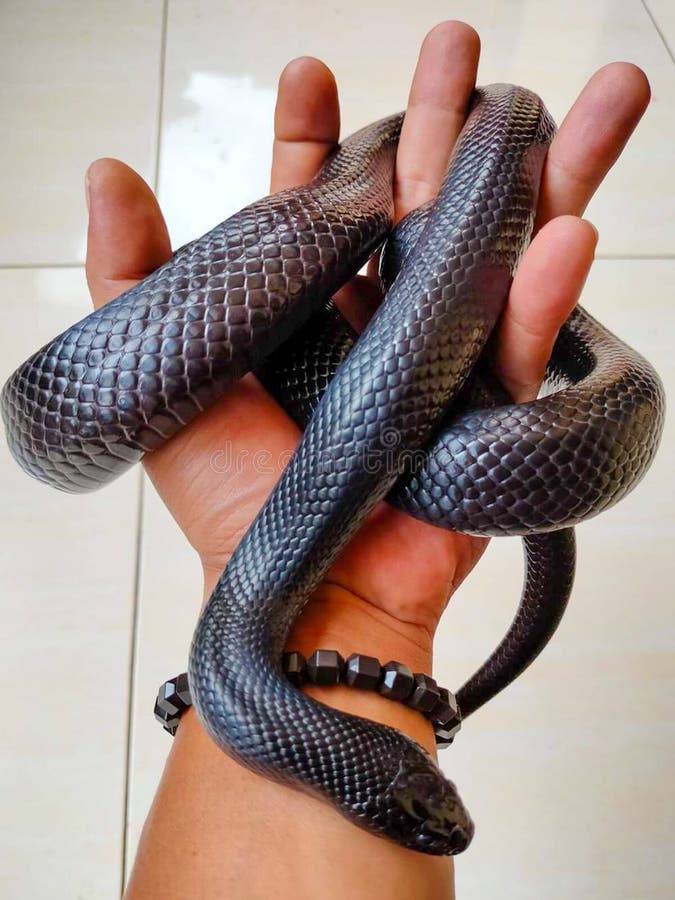 683 Black Kingsnake Stock Photos - Free & Royalty-Free Stock Photos ...