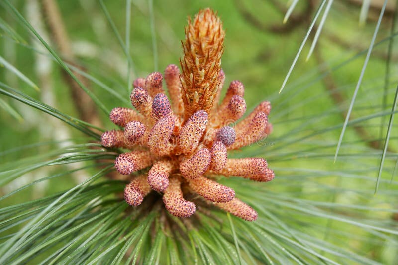 Mexican Blue Pine. Young Pine Tree for Background Uses. Stock Image - Image of nature, bright ...