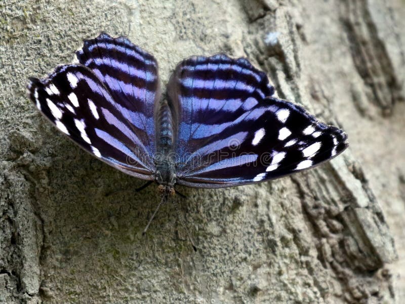 Mexican Bluewing Butterfly stock photo. Image of animal - 82494686