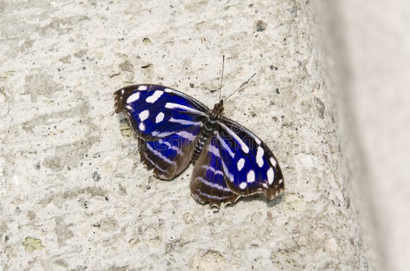 Mexican Bluewing Myscelia Ethusa, Blue Stripped Butterfly Stock Photo ...
