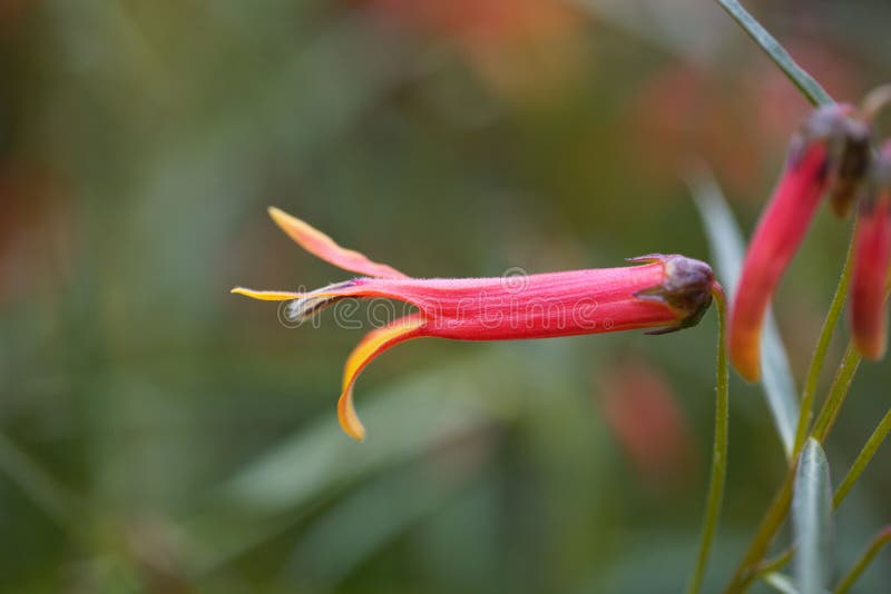 Mexican Bush Lobelia, Lobelia Laxiflora Stock Image - Image of bulb ...