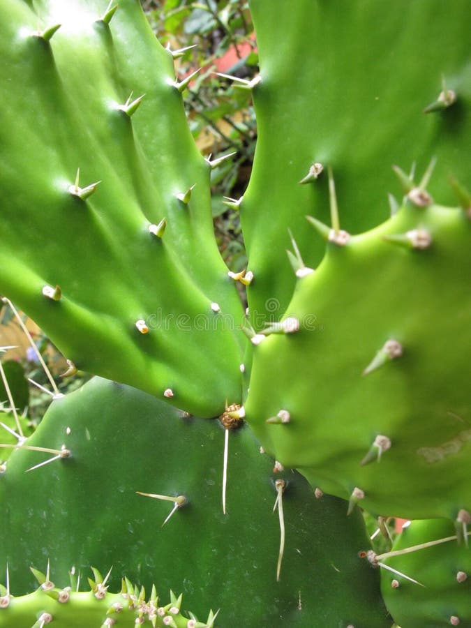Mexican cactus stock image. Image of spikes, mexico, desert - 15949417