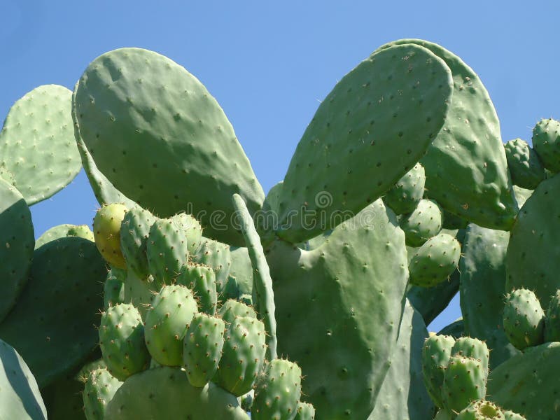 Mexican Cactus Plant with Thorns. Blue Sky in Background Stock Photo ...