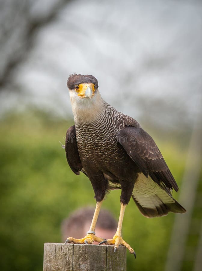 Mexican hawk flying stock photo. Image of head, drawing - 173977252