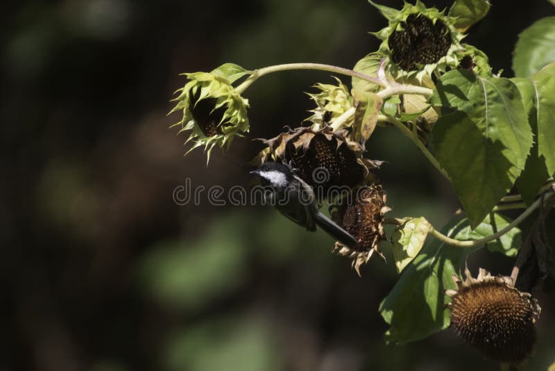 A Mexican Chickadee Feeling on a Sunflower Stock Photo - Image of ...