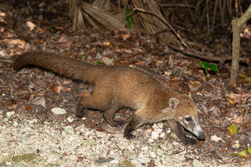 Mexican Coati in the Jungle, Nasua Nasua Stock Image - Image of ...