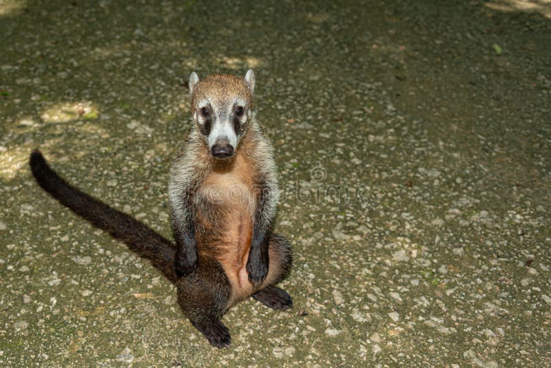 Mexican Coati in the Jungle, Nasua Nasua Stock Photo - Image of mardoz ...